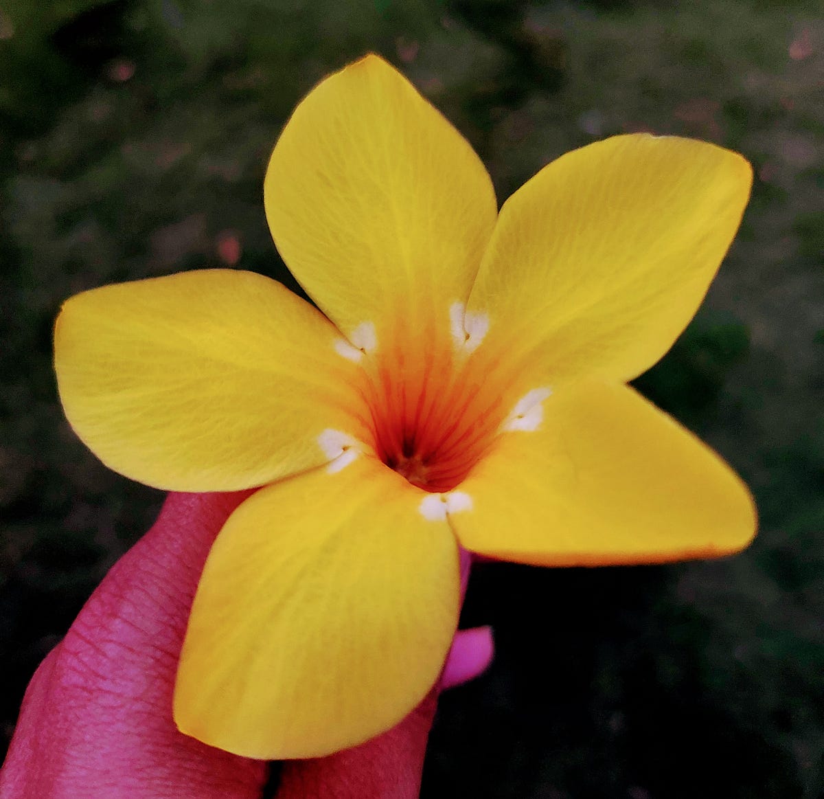 Flower and the girl. Arguing with mother is inviting… | by Garima Singh ...