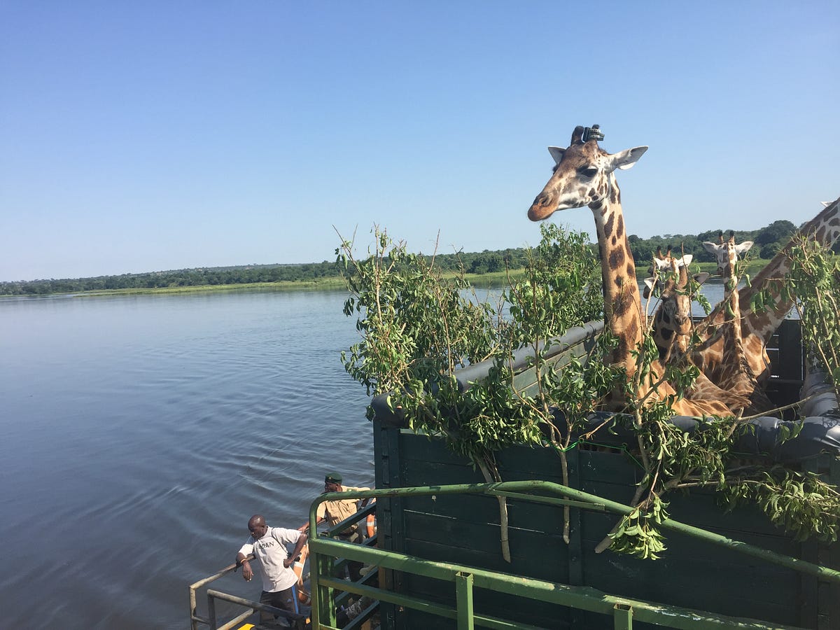 Giraffe Capture | wildlifeconservation