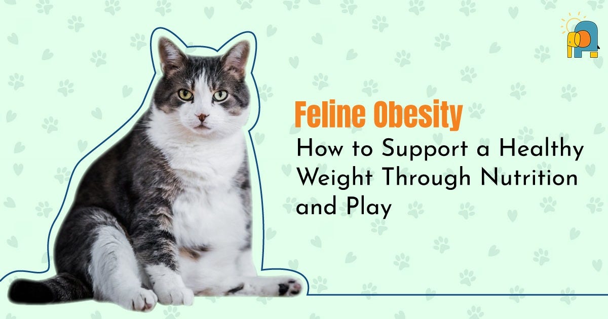 Feline Obesity: How to Support a Healthy Weight Through Nutrition and ...