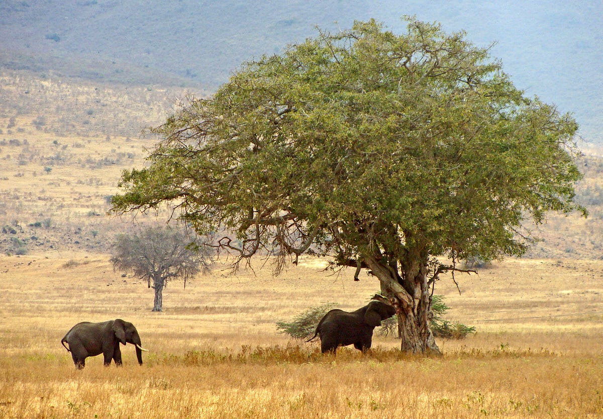 Serengeti Plains Of Africa