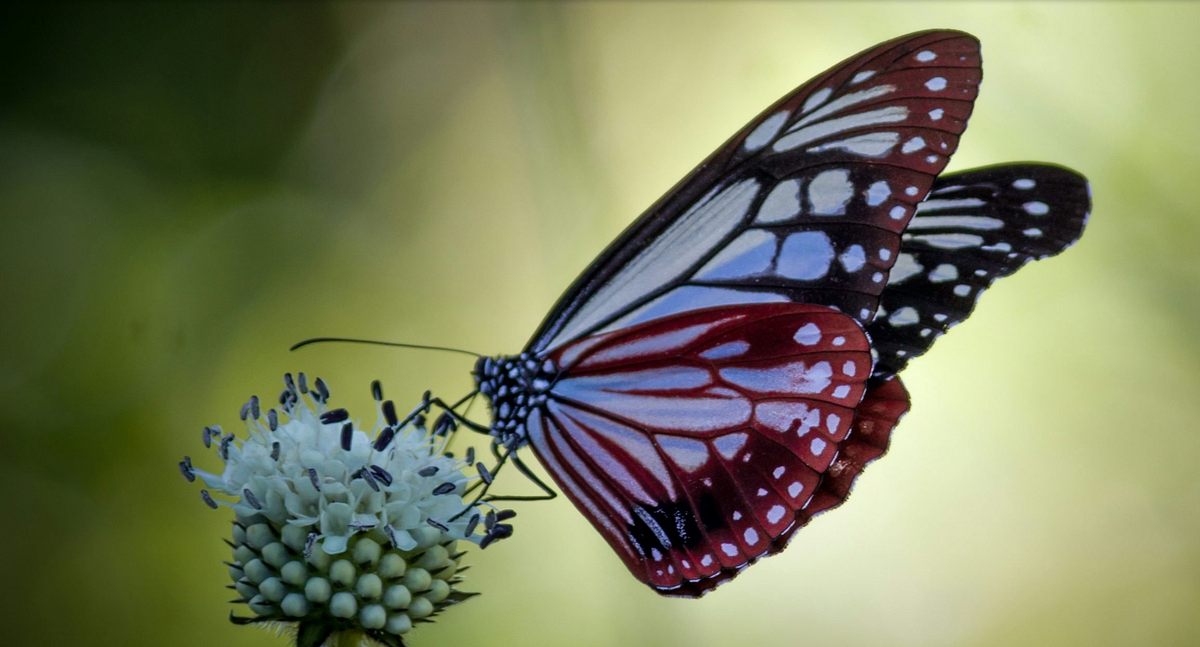 Exploring Image Processing with OpenCV and Google Colab | by SAURAV | Medium