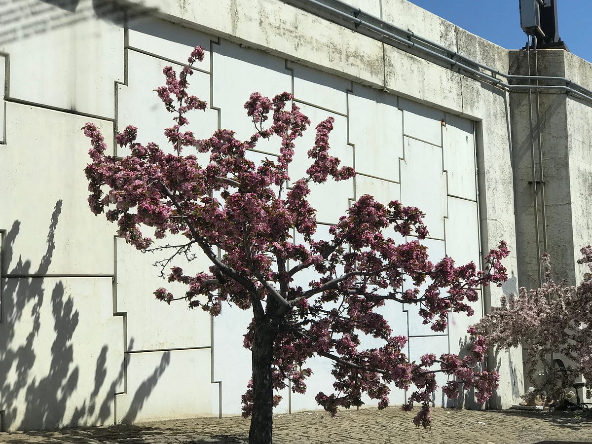 #365daysofbeauty — 4/20/2018 — this flowering tree | by Marybeth Gasman | Medium