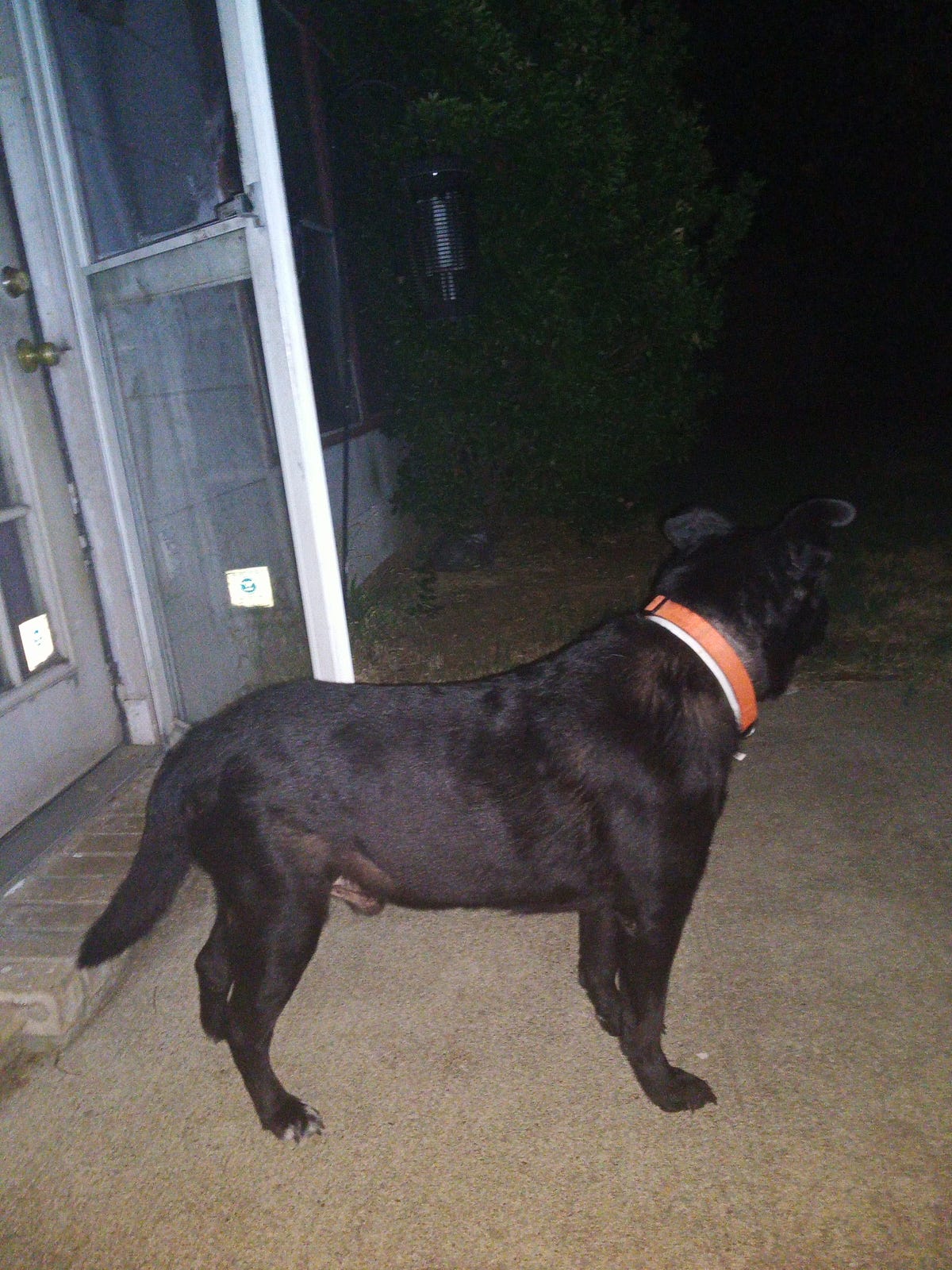 The Dog Sam Tries to Eat and Taste Everything | by Robert Shaneyfelt ...