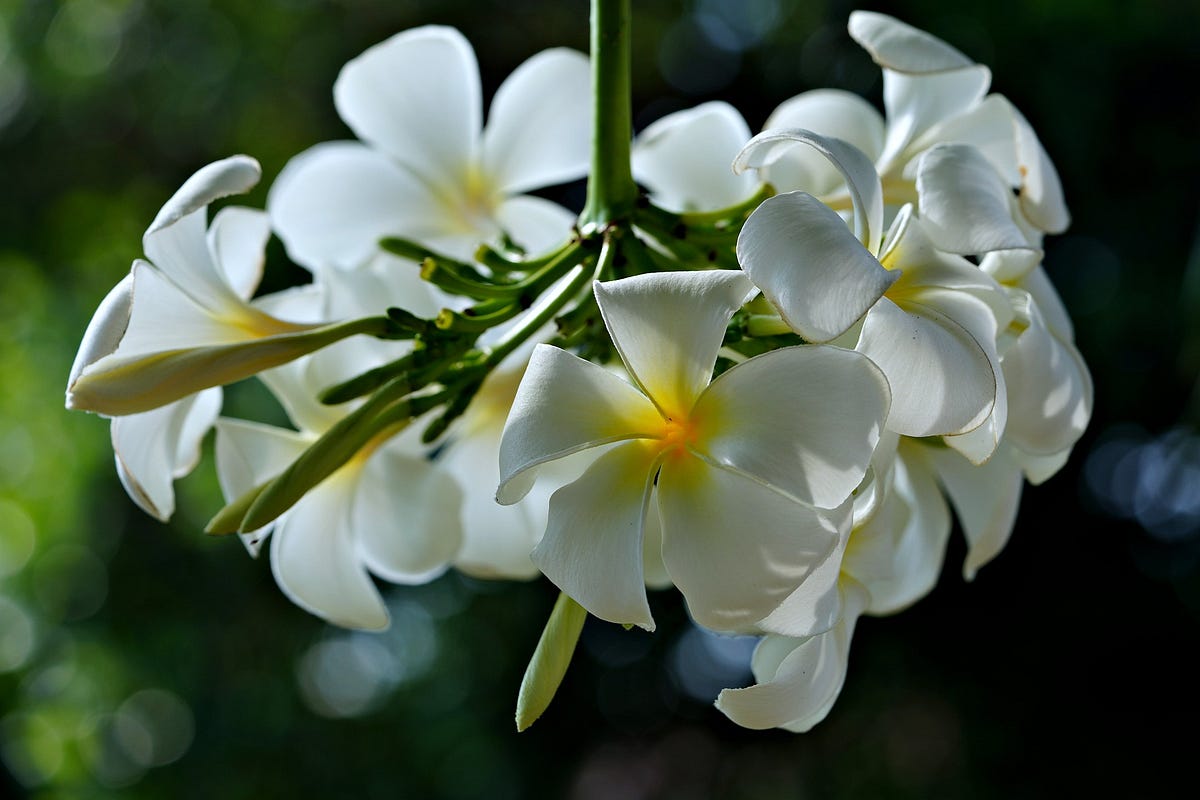 Understanding the Beauty and Mysterious Benefits of Cambodian Flowers ...