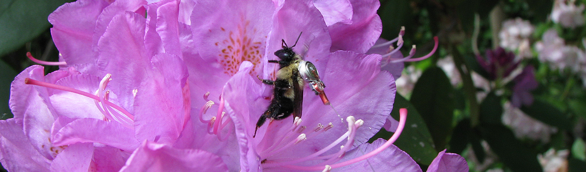 Tracking Honeybees to Save Them. Can outfitting bees with tiny radio ...