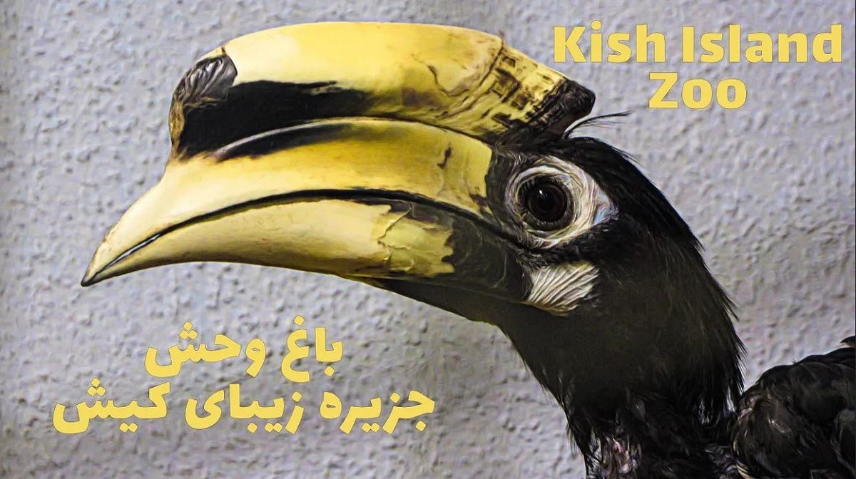 Kish Island Zoo, IRAN and my Animal Photography | by Alireza Akhlaghi ...
