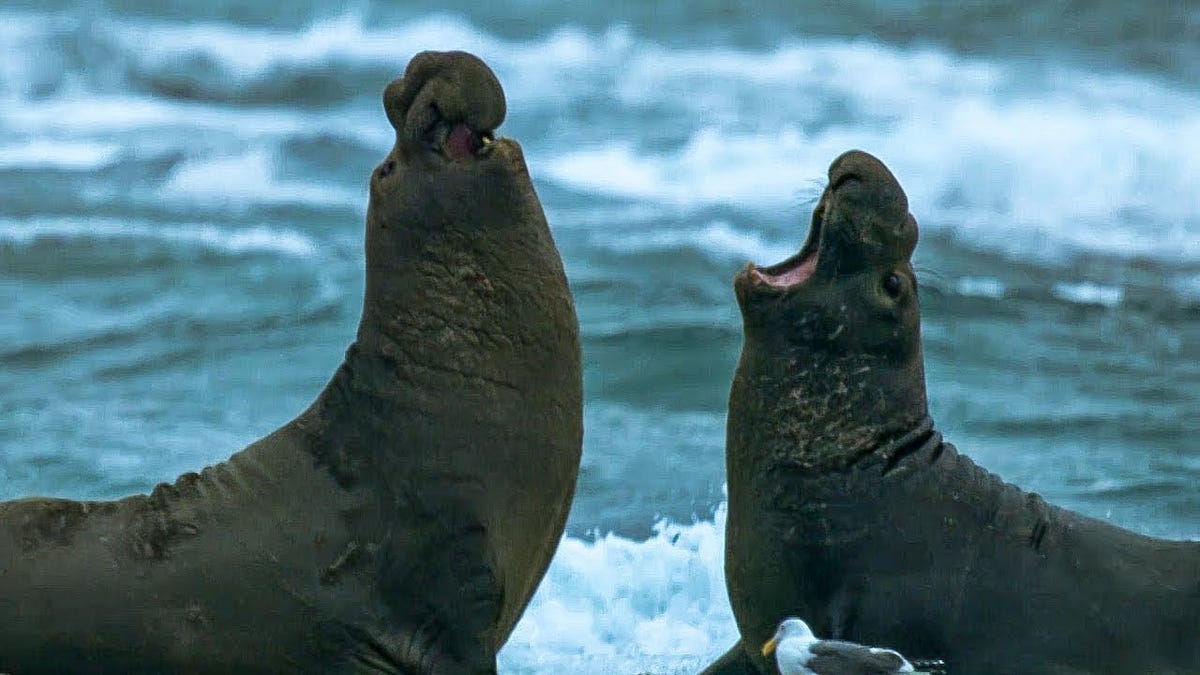 Giant Seal Fights Off Rival Male - Muhammad Shahzad - Medium