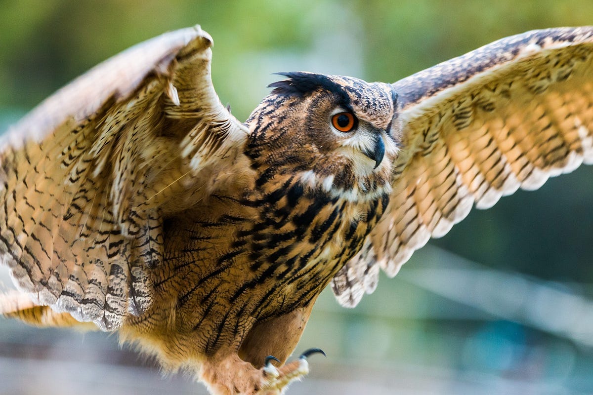 Breathe In — Breathe Out: Owl - The Daily Cuppa - Medium