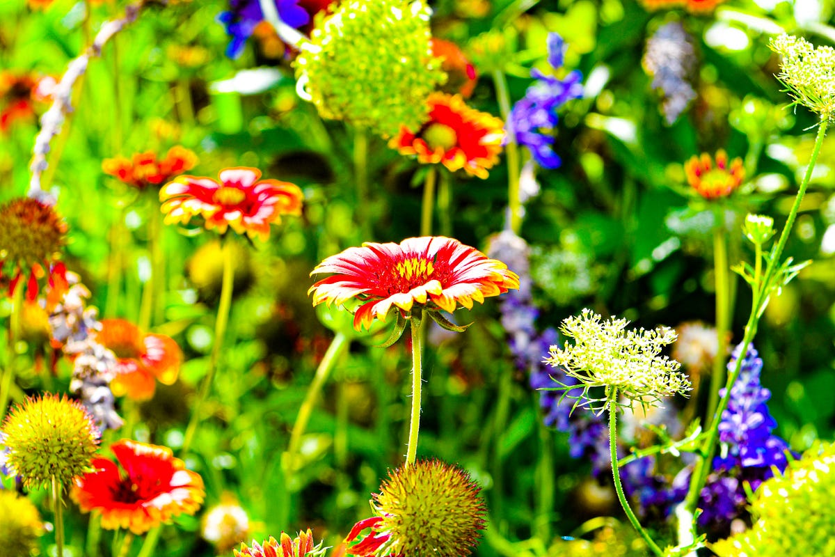 Fall Glory. Weeds and Wildflowers Photo Contest | by Erika Burkhalter ...