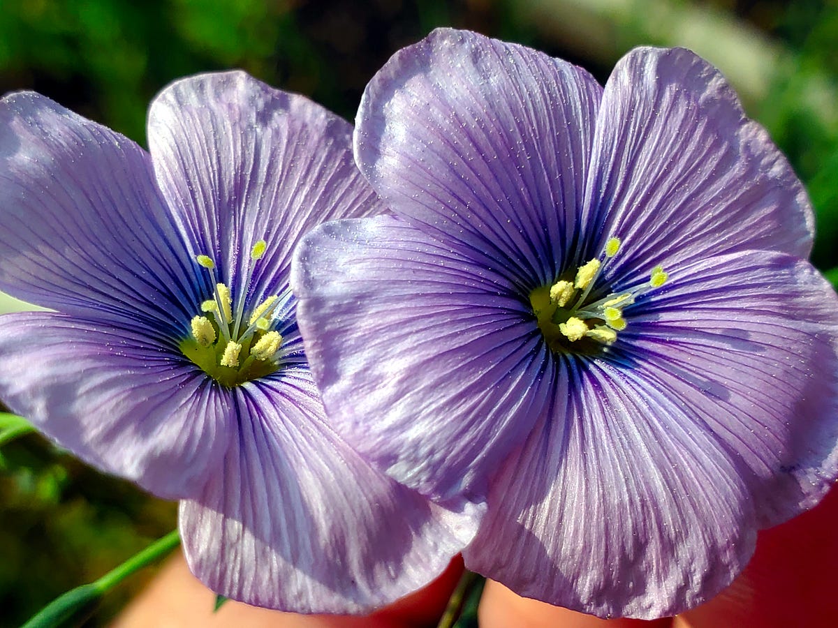 My Blue Flax is in Bloom. A little bit of color in my garden | by Jean ...