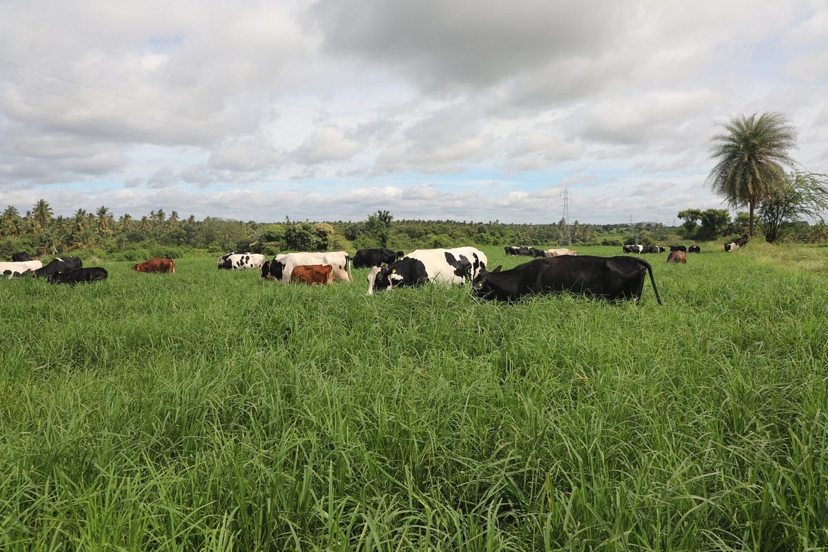 What is a balanced diet for cows? | by Akshayakalpa Organic | Medium