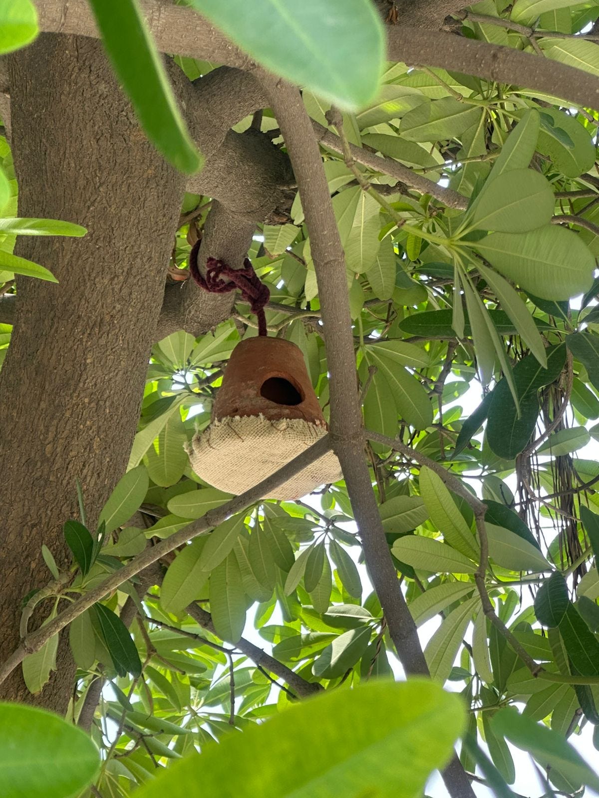 Building Shade: How I Crafted Bird Shelters to Beat the Rural Heat | by ...
