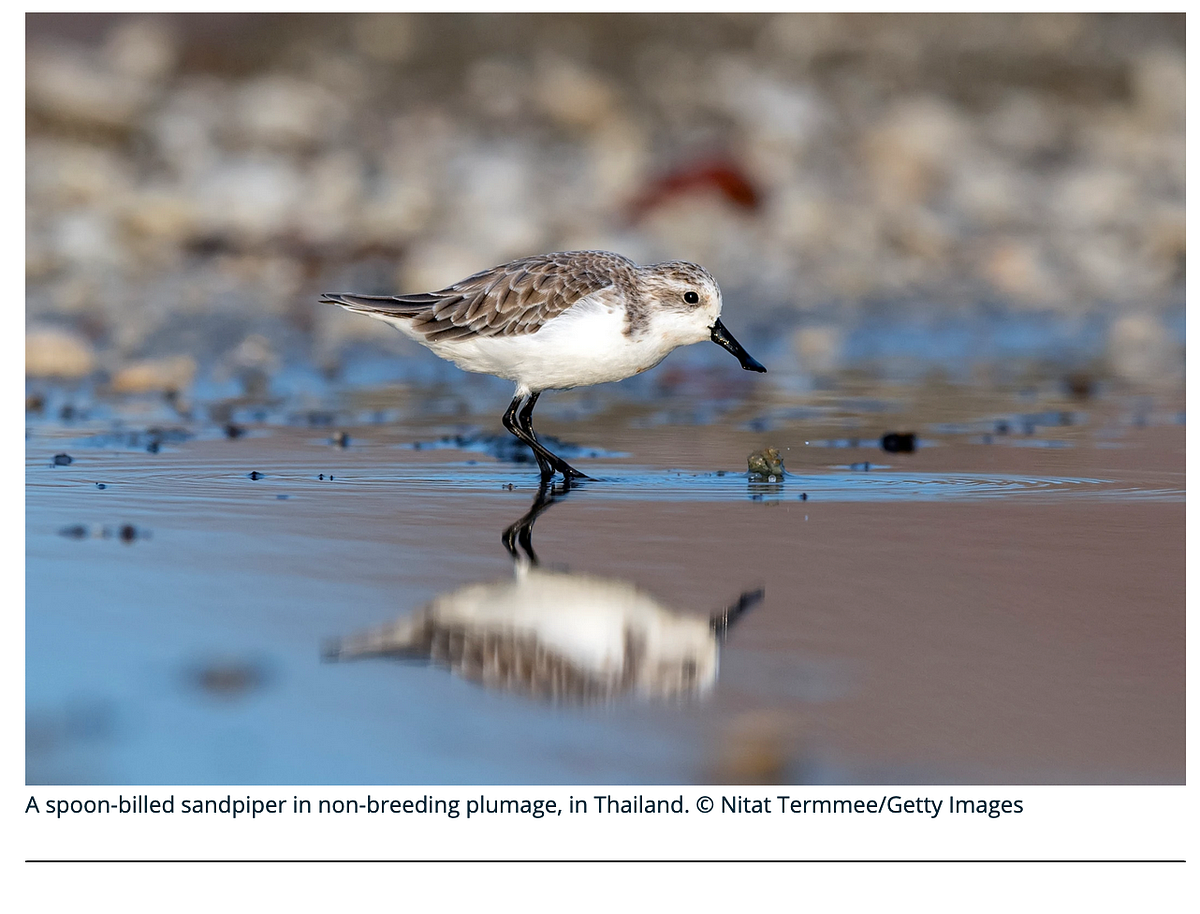 Reconstruct Spoon-billed Sandpipers with Recycled Waste | by Yutian Ma ...