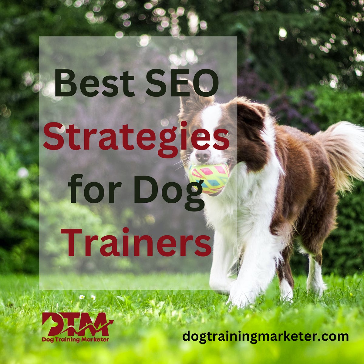 Best SEO Strategy for Dog Trainers | by Dogtrainingmarketer | Dec, 2023 ...