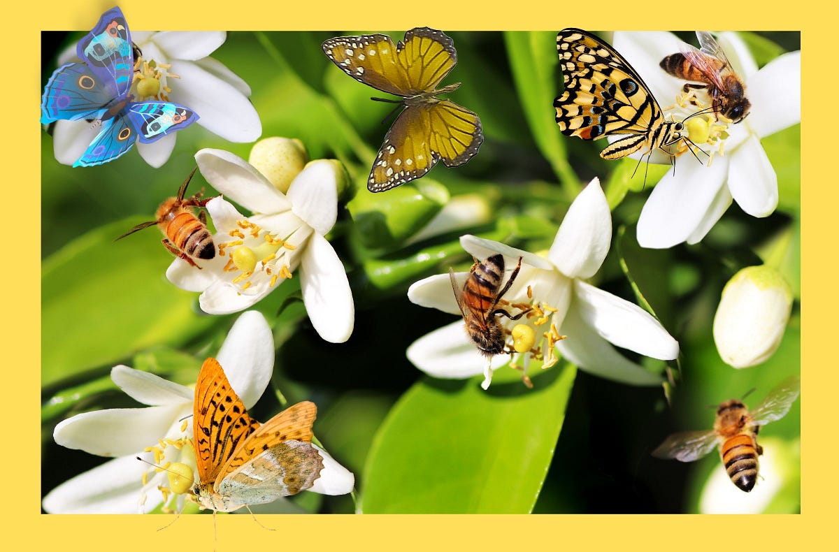 Do You Love Butterflies and Bees? Learn the Surprising Truth About ...