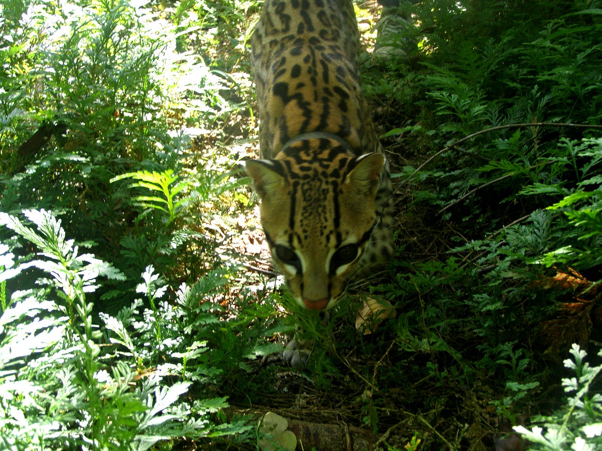 How are Ocelots Protected?. An in-depth look at ocelot abundance… | by ...