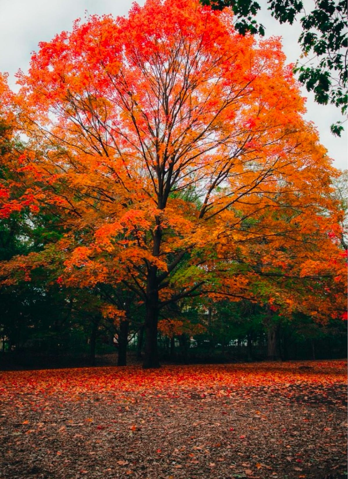 Autumn. A Season of Change | by Gisselle Gonzalez | Nov, 2024 | Medium