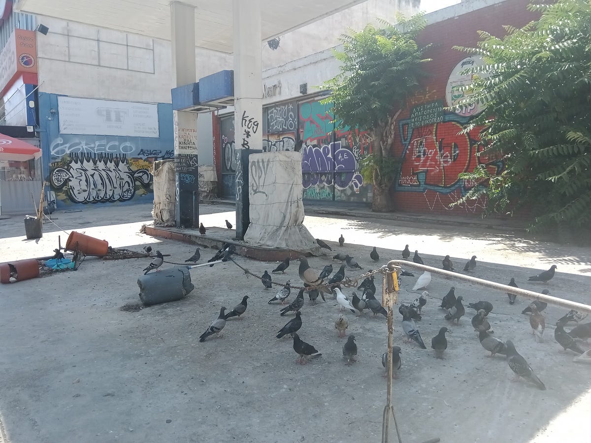 The world of pigeons. Are humans as heartless as birds? | by Stasi ...