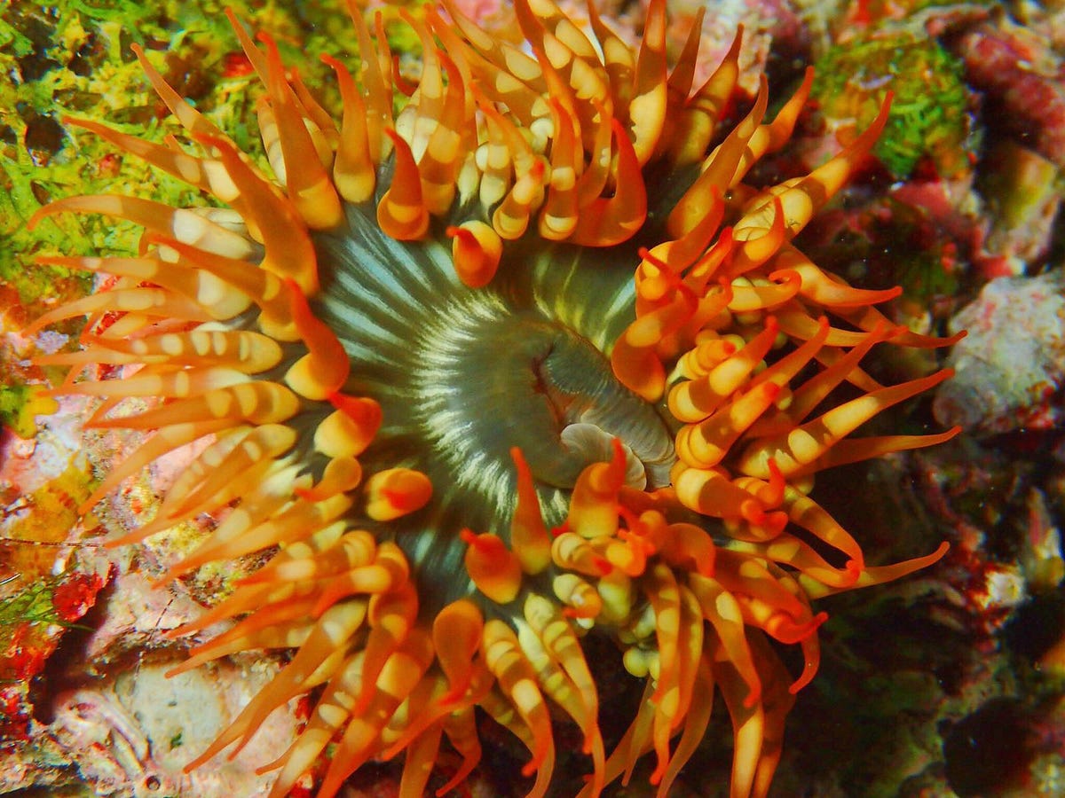 I Went Scuba Diving Under a Typhoon | by Christie Li | Creatures | Medium