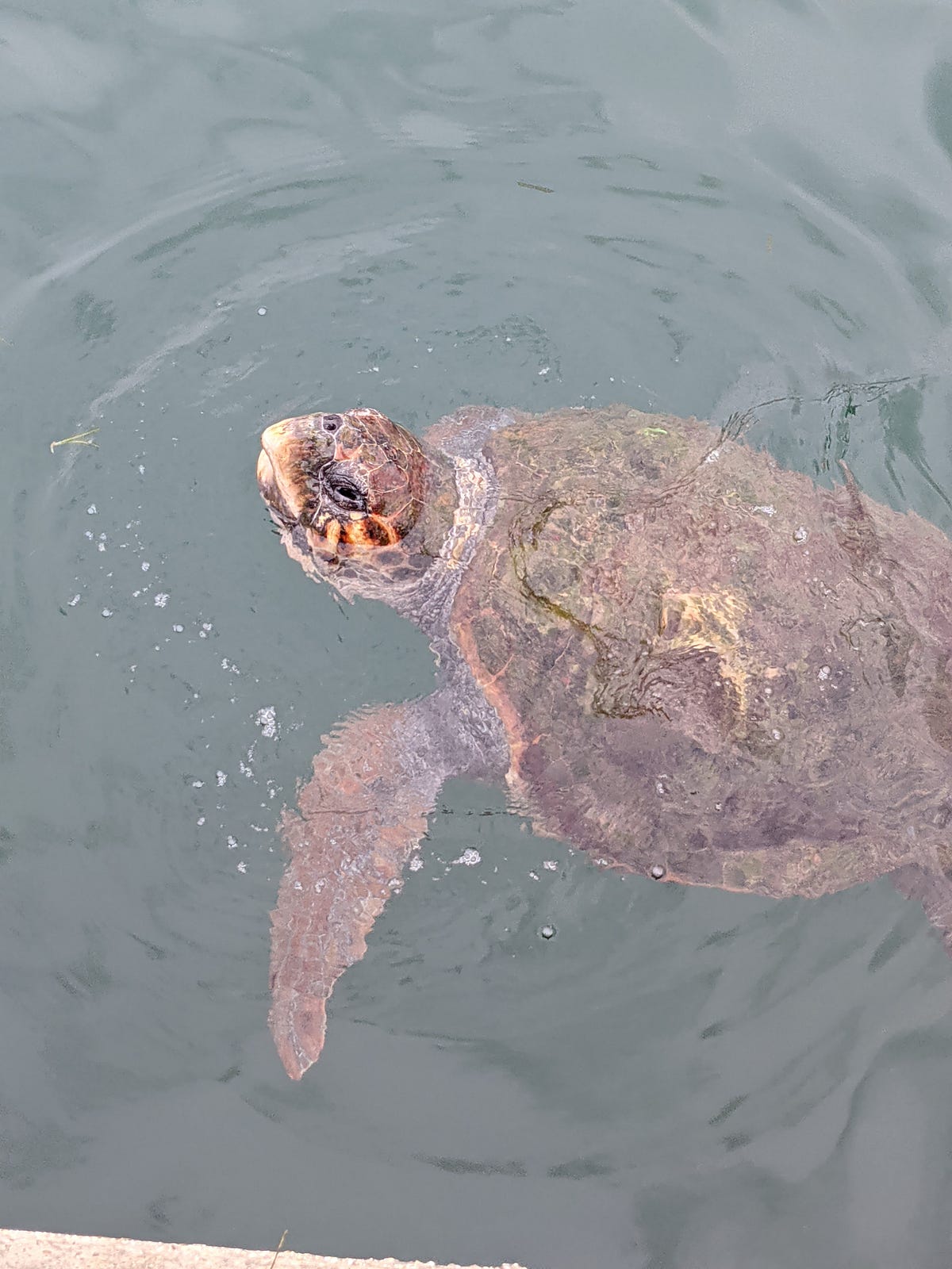 Heroes in a half shell. Quite a few people on my social media… | by ...