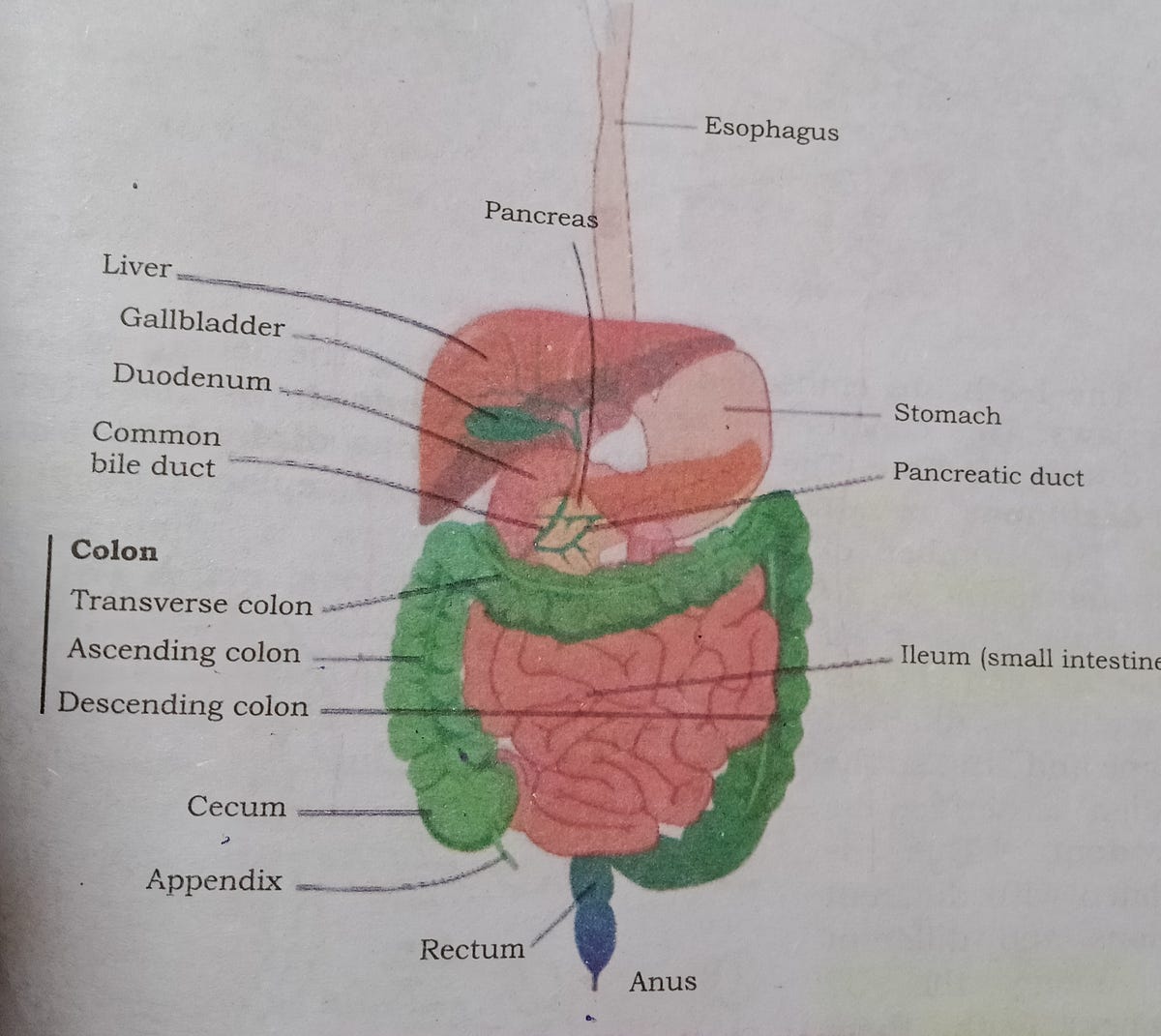 Human digestive system The digestive tract of human is complete.It is ...