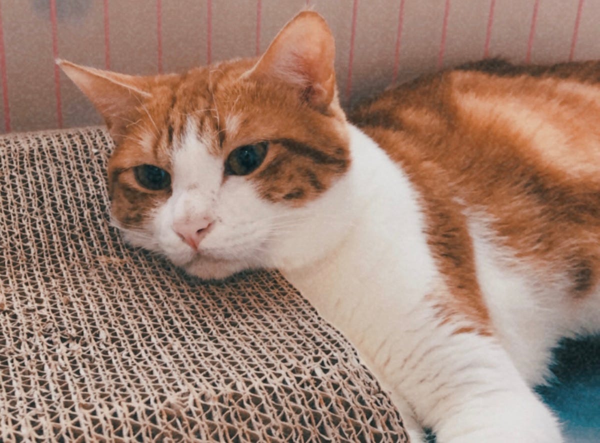 A Story of a Stray. Are you truly ready for animal… | by Christie Li ...