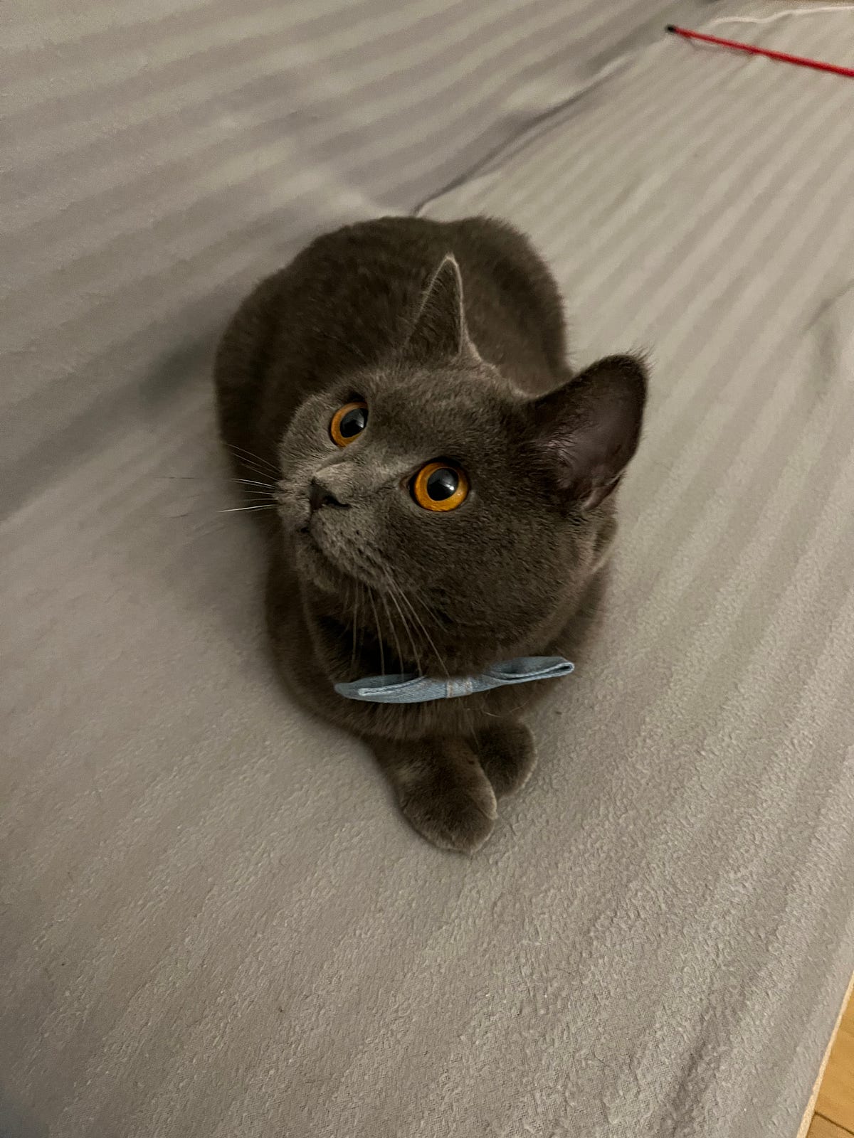 A cat’s purrrspective of UX. Yes, cats can teach you about user… | by ...