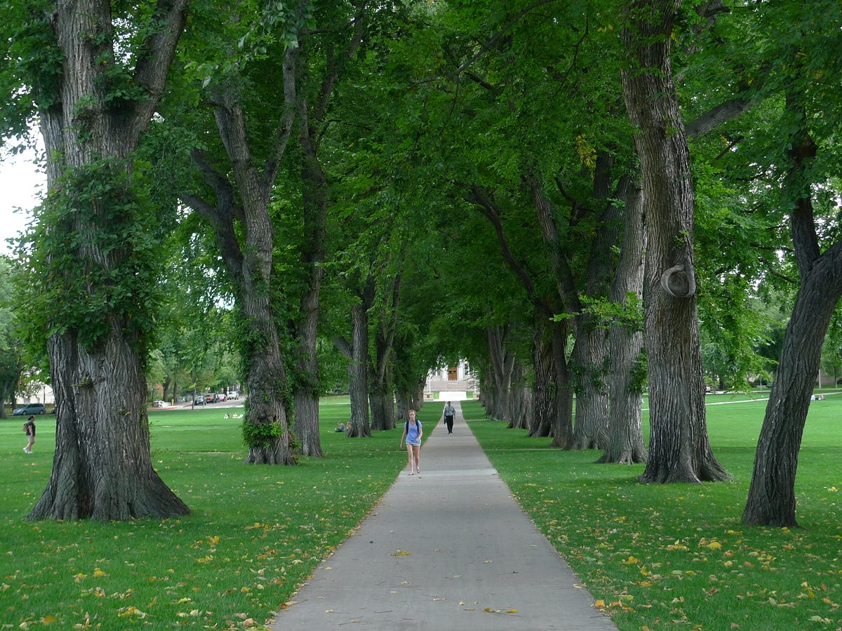 CSU takes “Green and Gold” to the next level by being one of the ...