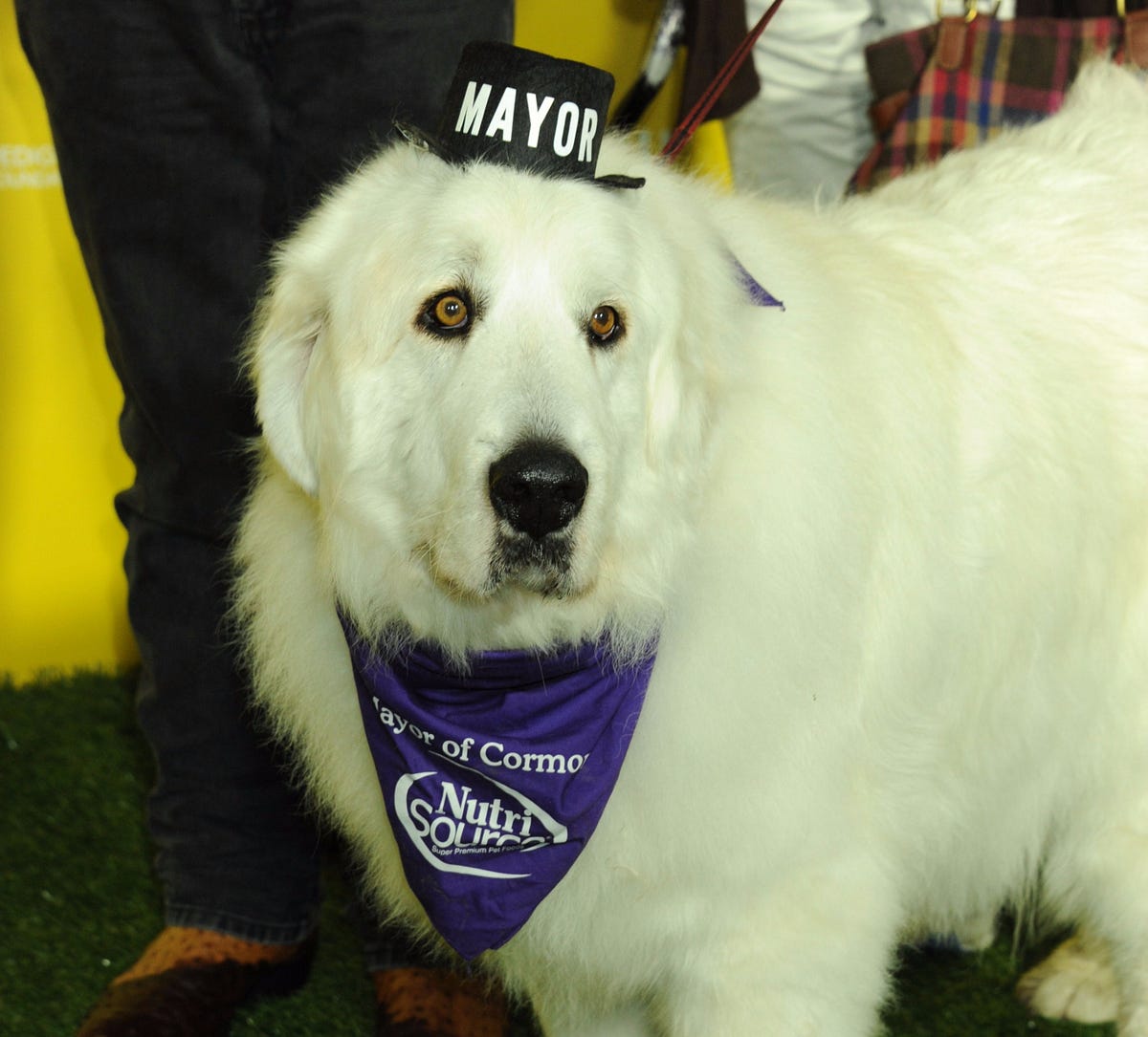 Animals That Held Political Office (And Actually Won) | by Ruven Cuevas ...