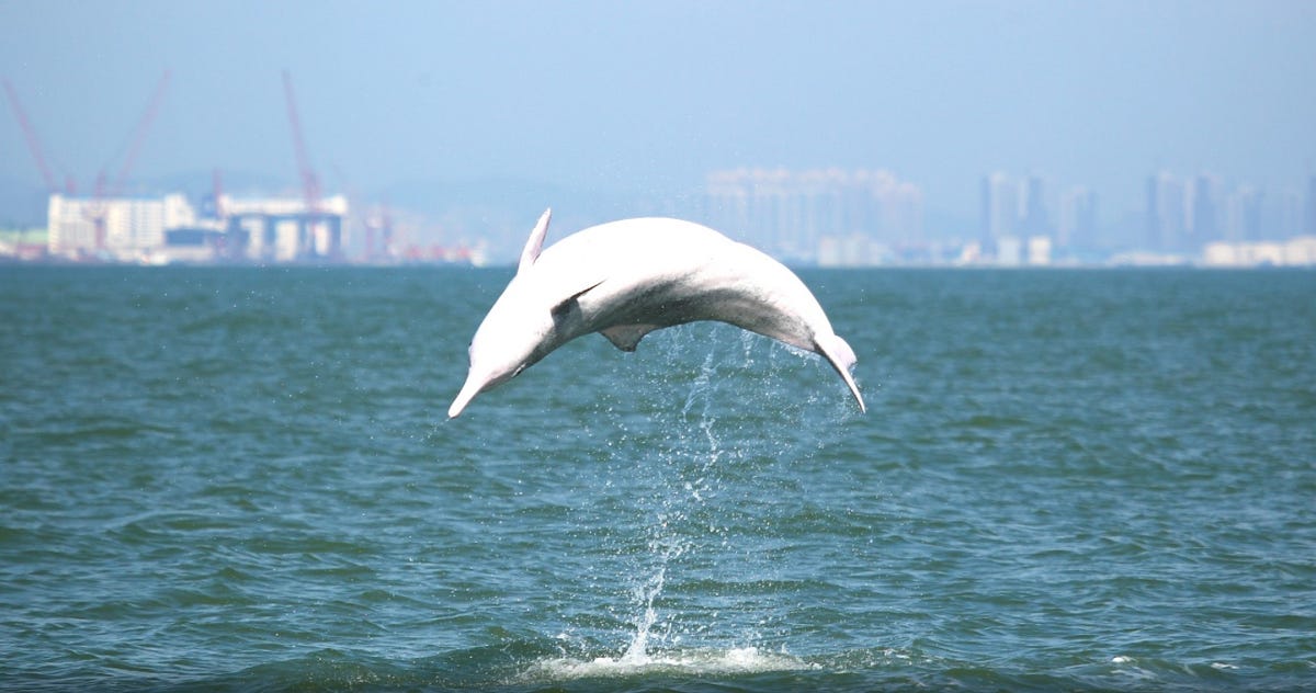 Protect the “Ocean Giant Panda”(Chinese White Dolphin) | by Rajitha ...