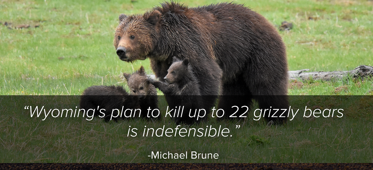 Bad Will Hunting. When you visit Yellowstone and Glacier… | by Michael ...