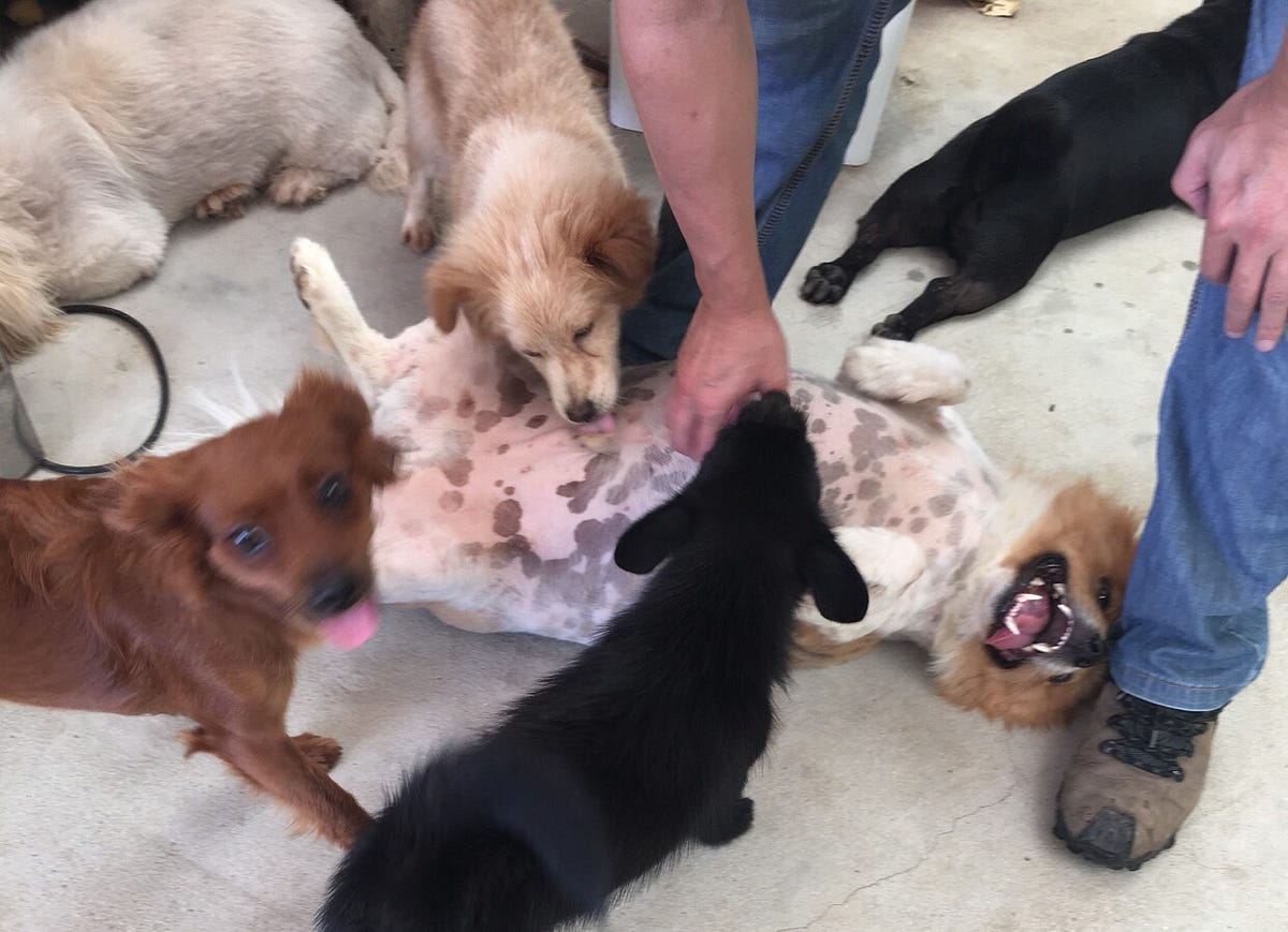 Saving Homeless Dogs in China. By Fei Teng | by Fei Teng | Medium