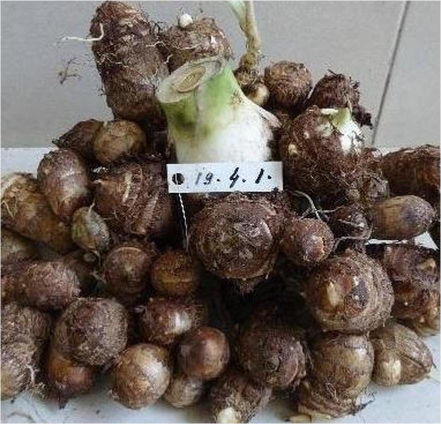 Bibit Talas Jepang Langsung Order Saja Tanaman Pohon Umbi Satoimo Kudus ...