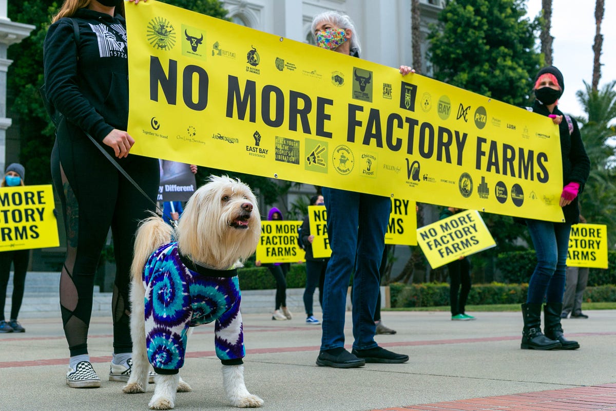 A Lukewarm Defense of PETA. Sort of. | by Pauline | Medium