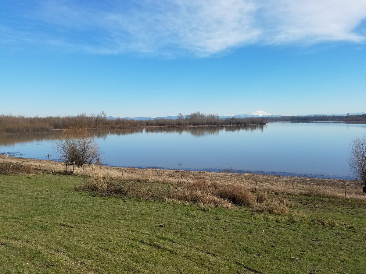 Sauvie Island: Sturgeon at Sturgeon Lake | by MyODFW | Medium