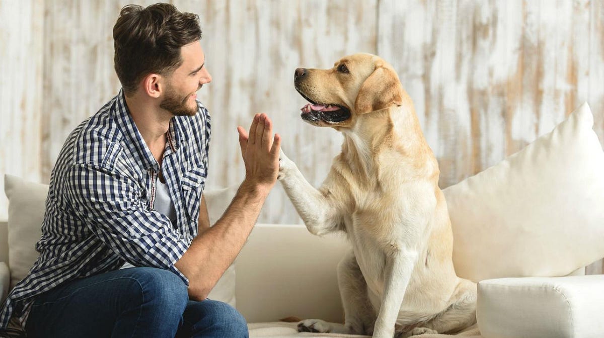 ¿Cuáles son los beneficios de tener una mascota? | by Melita Martínez ...