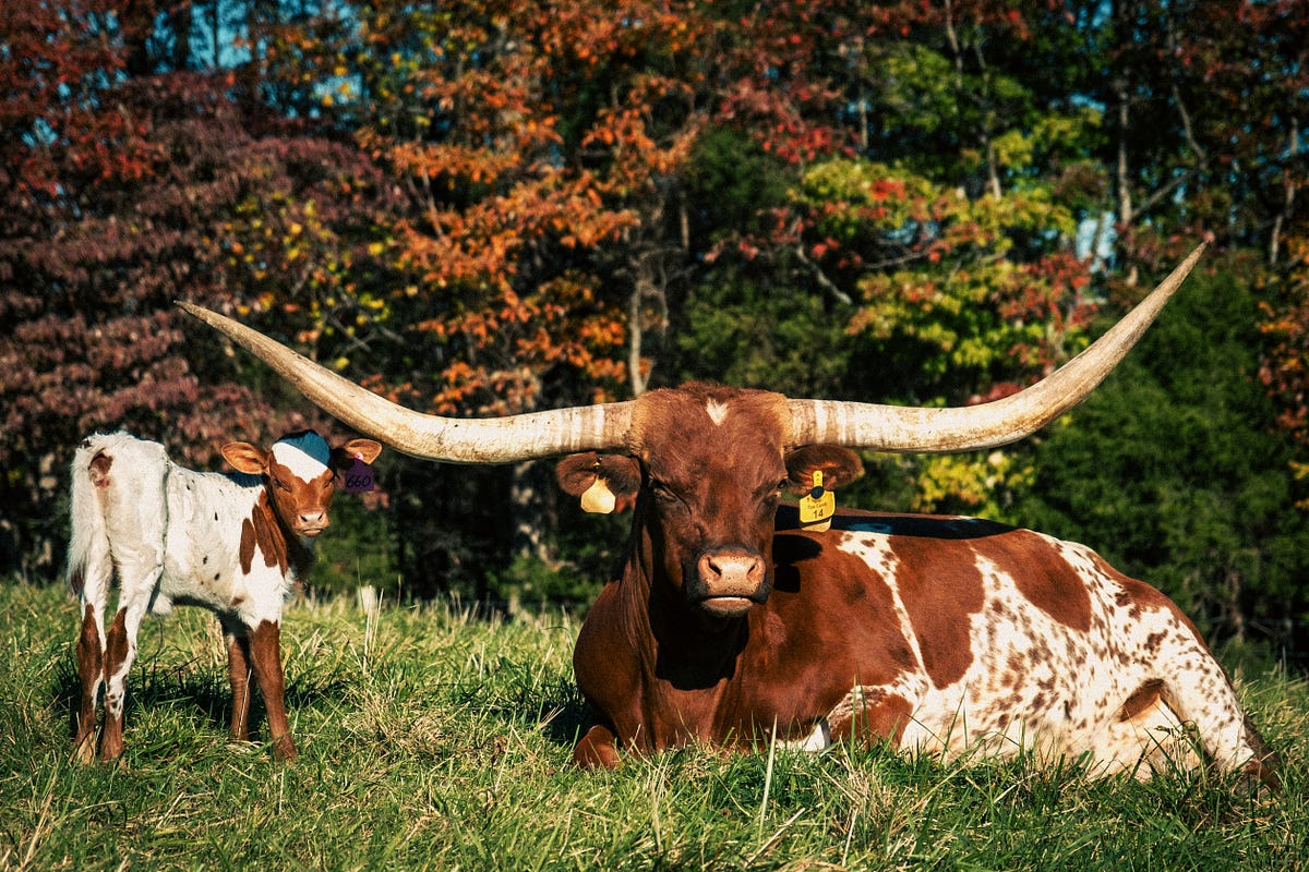Longhorns. In the early summer of this year, I… | by Tim Bindner | Medium