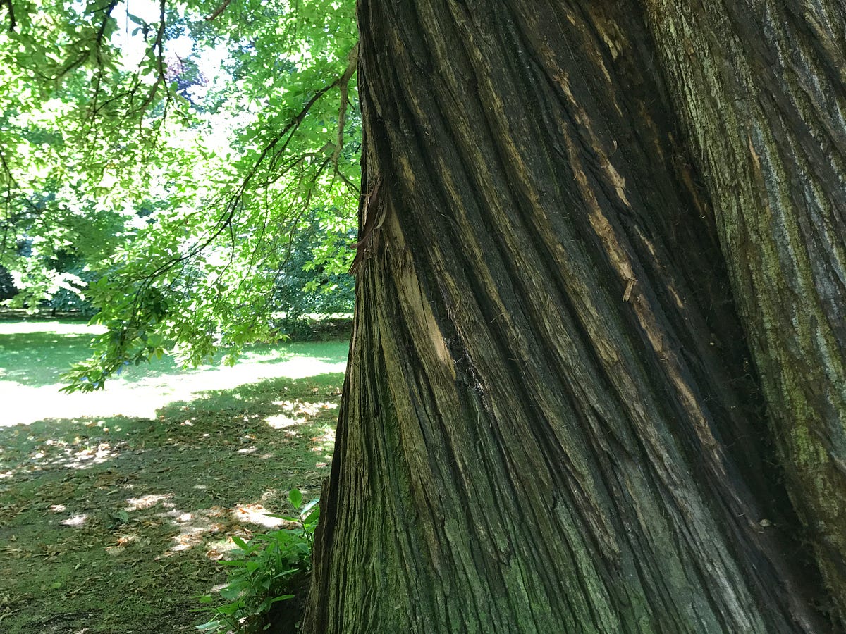 Stop, Look and Listen to Trees. We have been really inspired by… | by ...