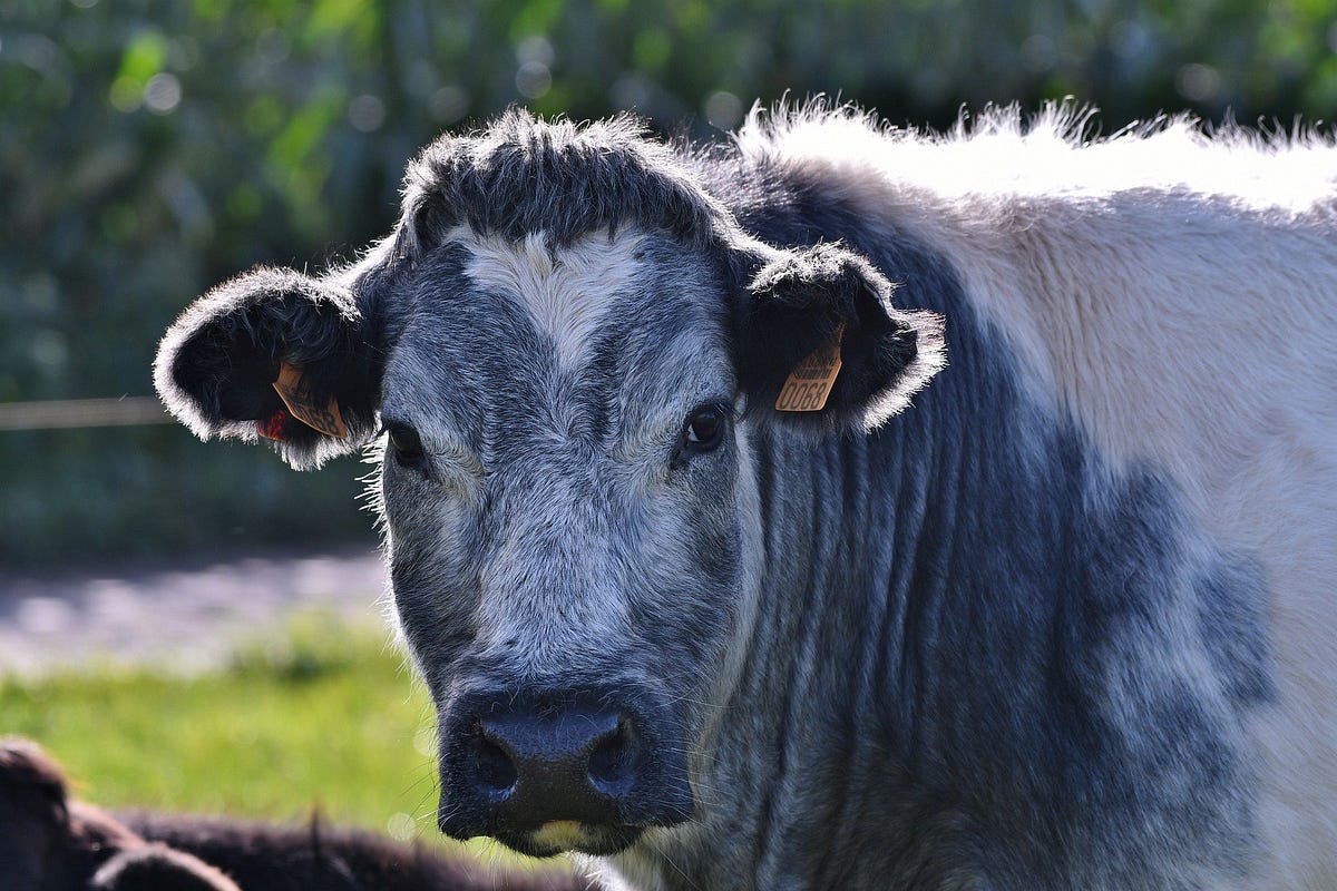 Solving A Major Climate Crisis: Cows Burping Methane | by Oke K. | Medium