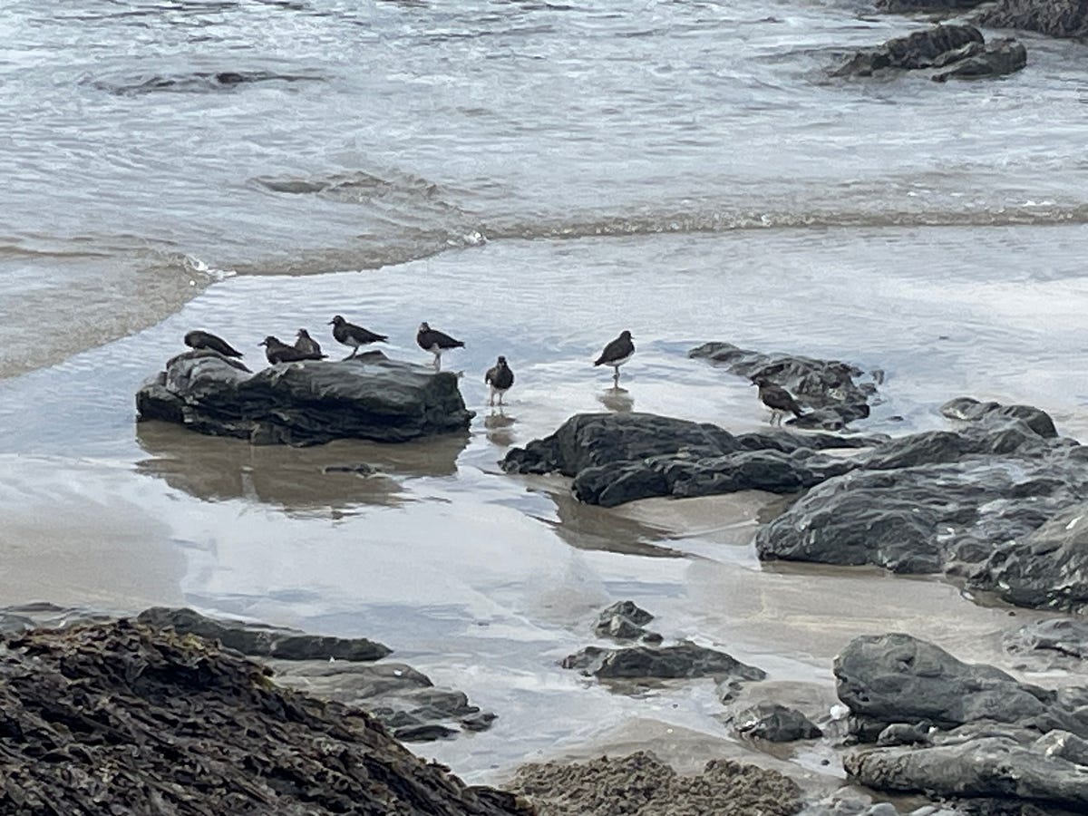 Tidal Waves. How many animal massacres does it take… | by Gretchen ...