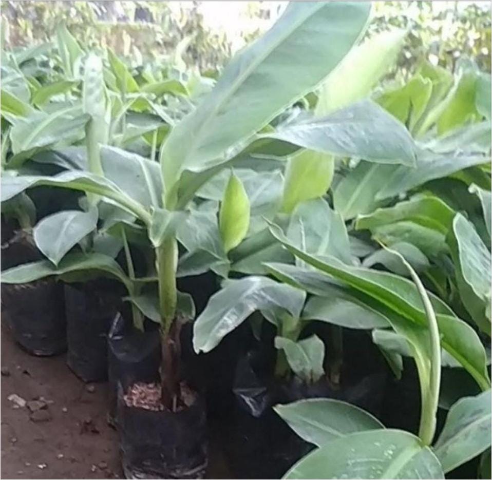 Bibit Pisang Raja Nangka Tinggi 20–50 Cm Siap Ditanam Di Kebun Full ...