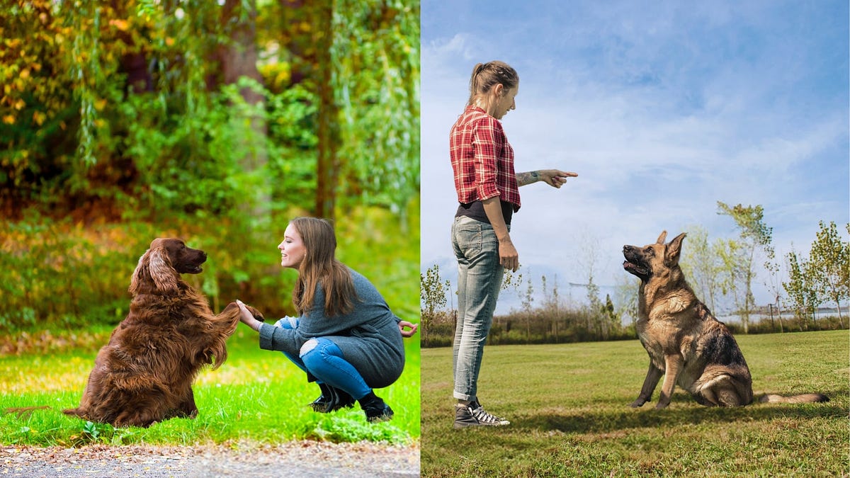 5 Proven Trick And Guides For Home Dog Training Success - Asadazmat ...