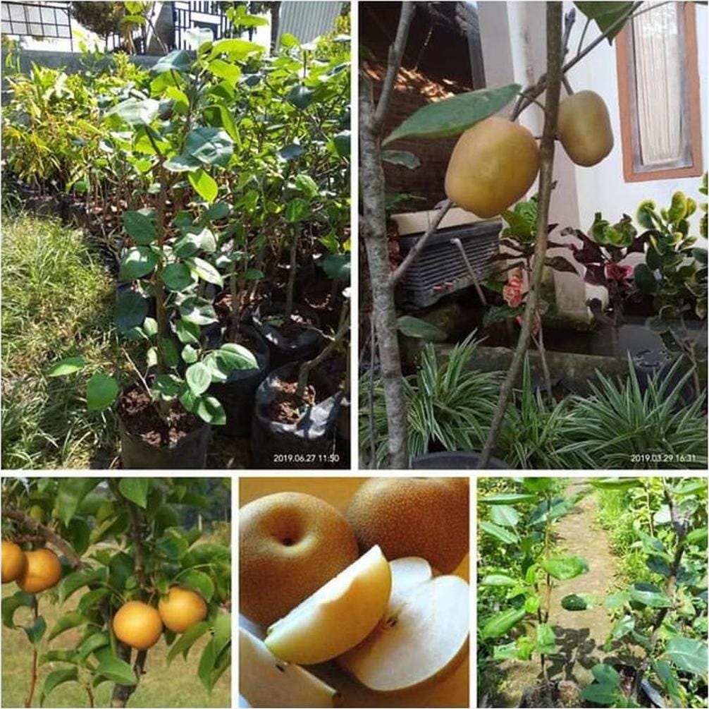 Ready Bibit Tanaman Buah Pir Banjarnegara | by Itangnursery | Medium