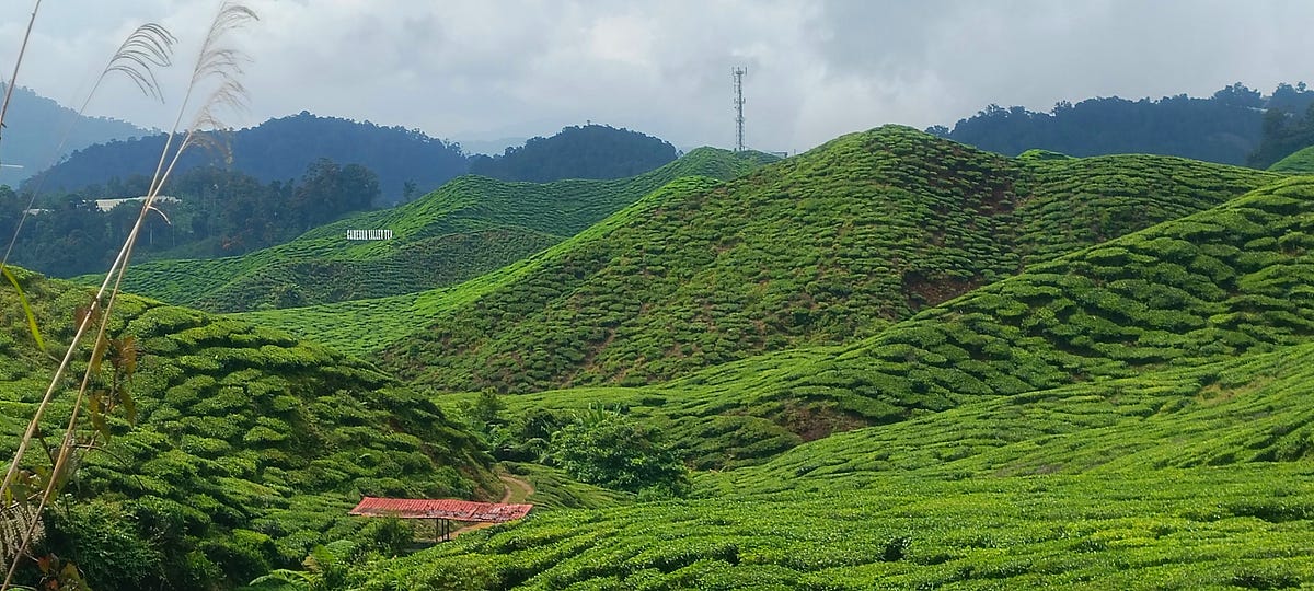 Cameron Highlands, multi-adventure tea | by Lucky travelling | Medium