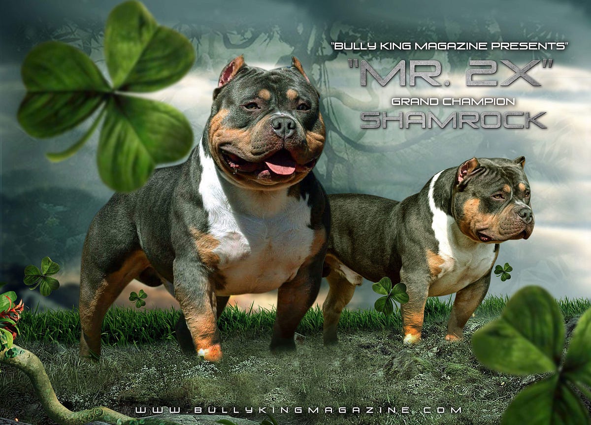 Issue No.13 | The KING Of Extreme Grand Champion SHAMROCK | by BULLY ...