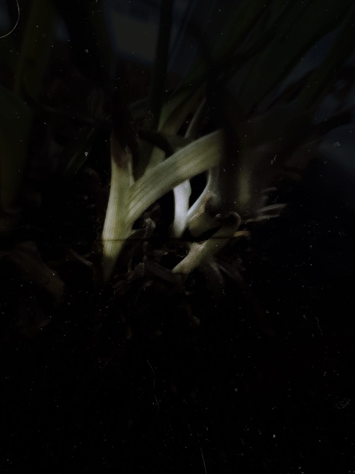 Caedere and caesura. Caedere (late Latin) means to cut, to… | by Paul ...