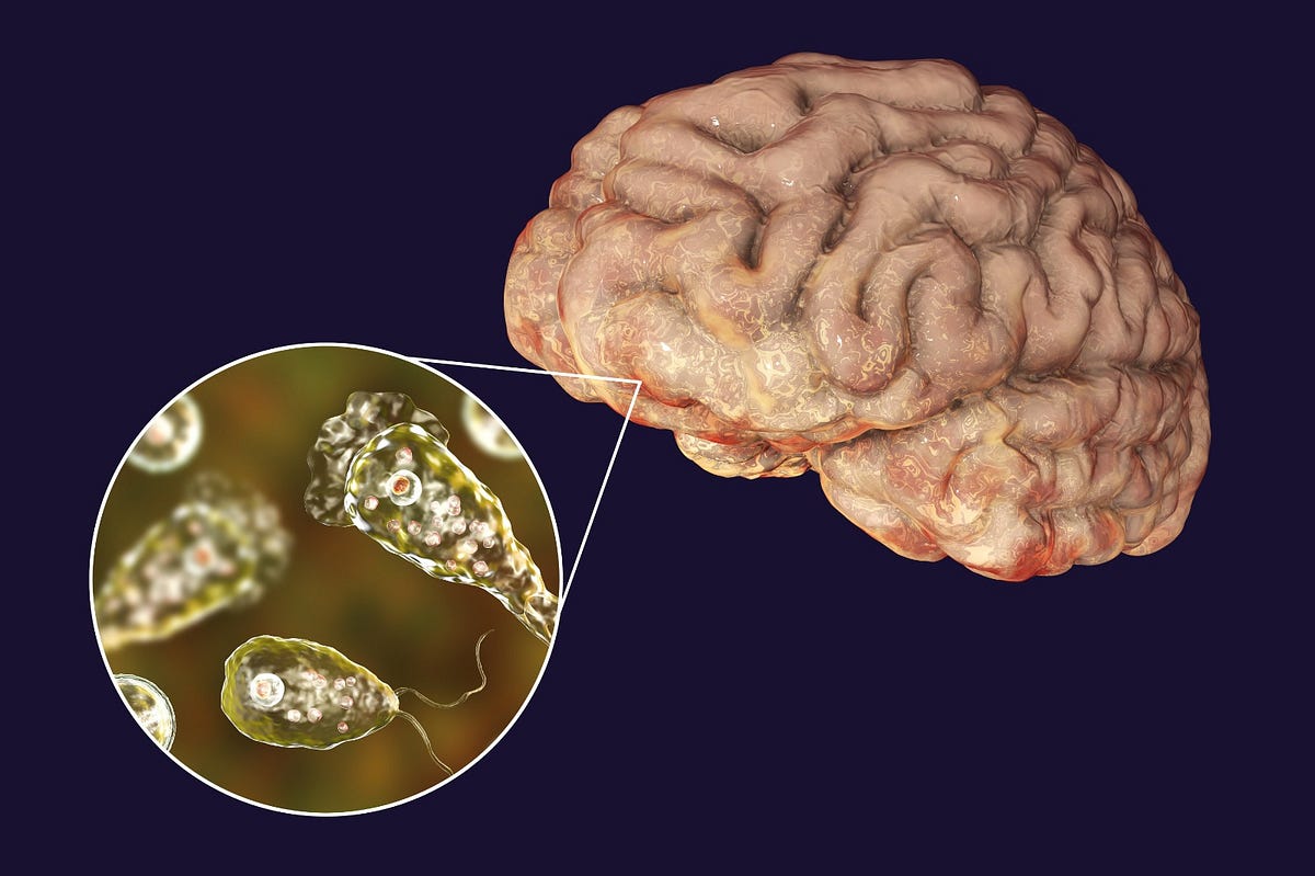 Naegleria Fowleri: Unraveling the Rare and Deadly Brain-Eating Amoeba ...