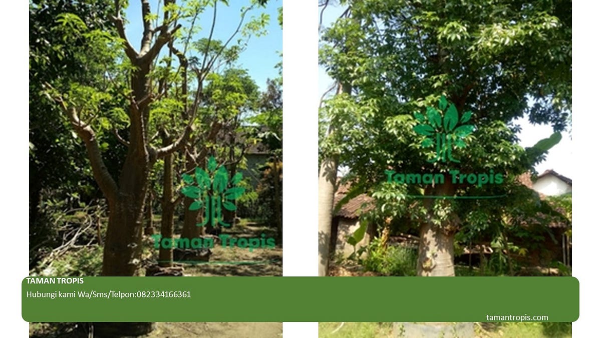 Jual Pohon Baobab Kota Batu 082334166361 Bergaransi | by ...