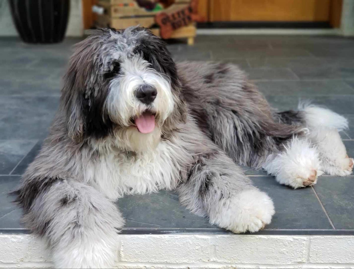 Christmas Puppy?. Everything you need to know as a new or… | by Bethany ...
