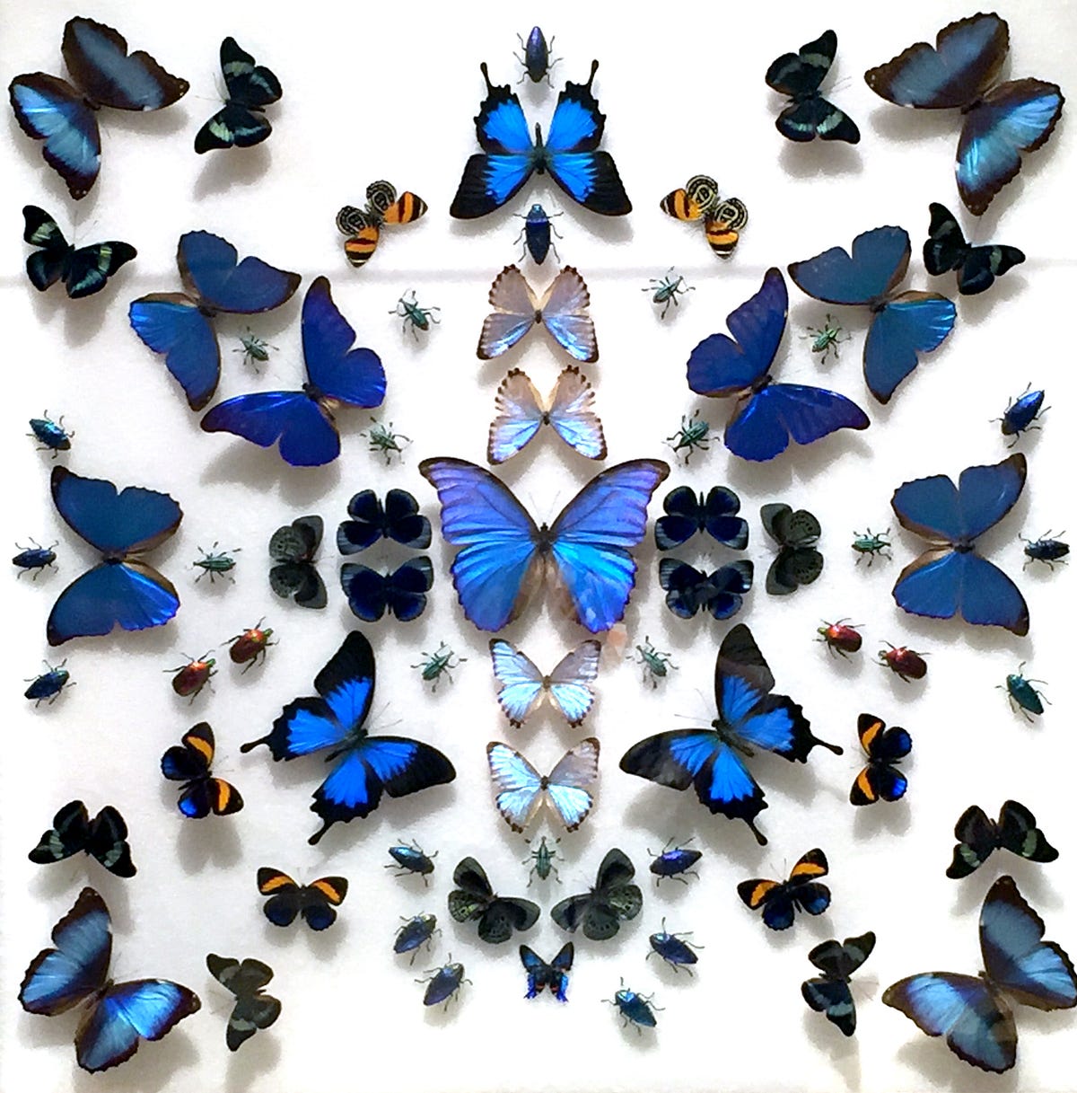 A KALEIDOSCOPE OF BUTTERFLIES. I love how the Canadian Museum of… | by ...